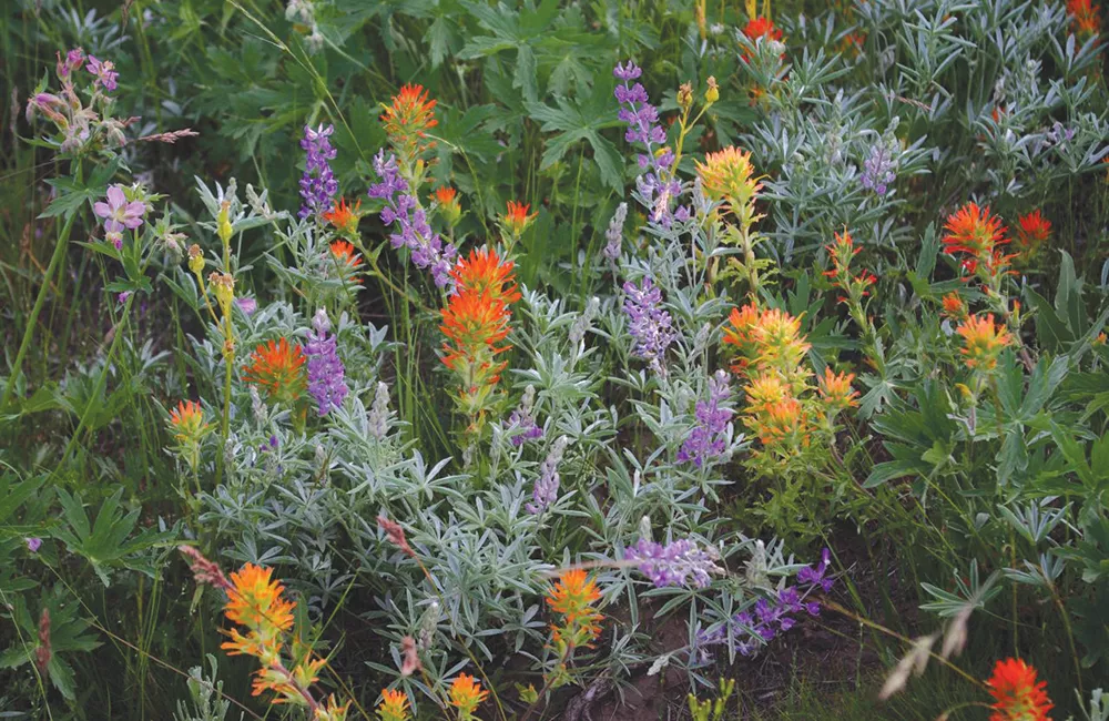 Where to Find Desert Wildflowers | The Source Weekly - Bend, Oregon