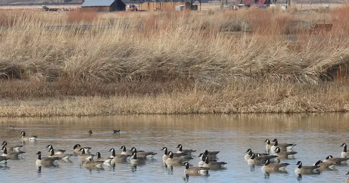 Watchable Wildlife: Waterfowl | The Source Weekly - Bend, Oregon